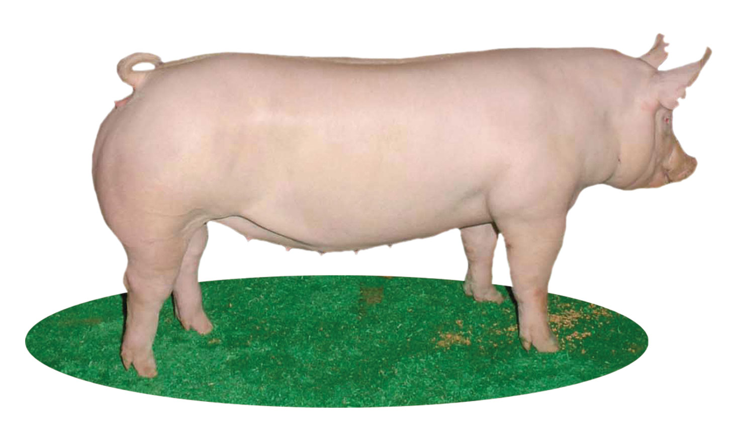 Major Swine Breeds - Pork Checkoff